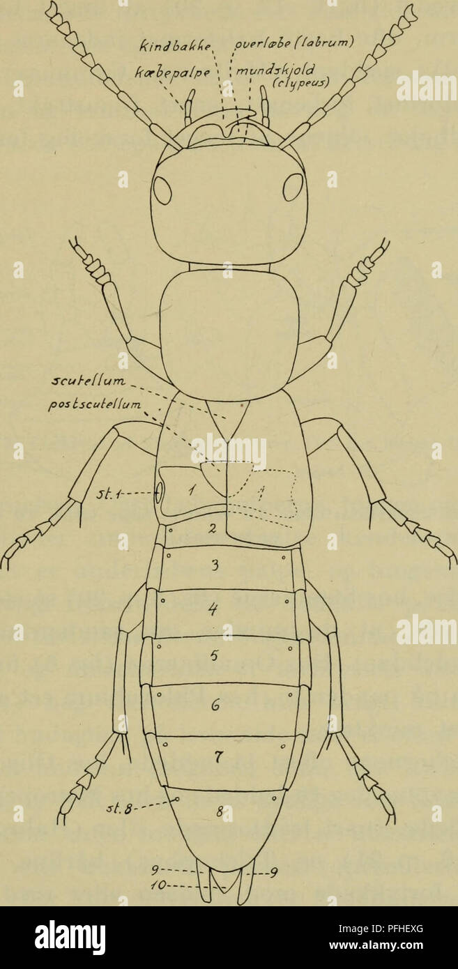 Staphylinus olens hi-res stock photography and images - Alamy