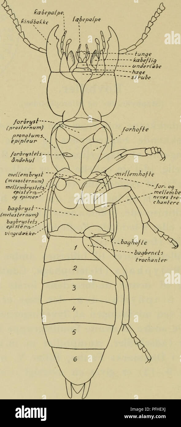 Staphylinus olens hi-res stock photography and images - Alamy