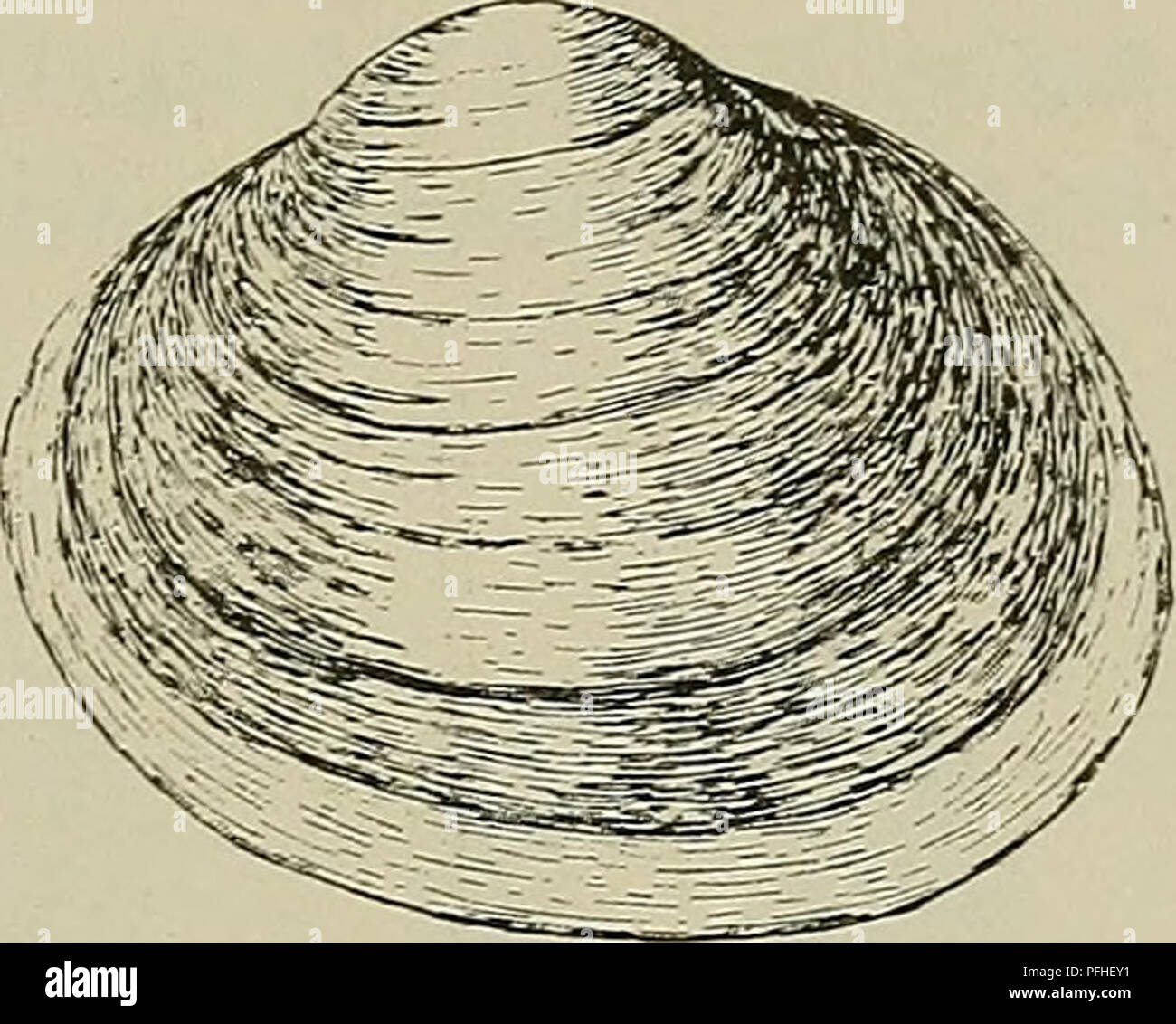 This illustration from 'Danmarks Fauna' depicts various animals native ...