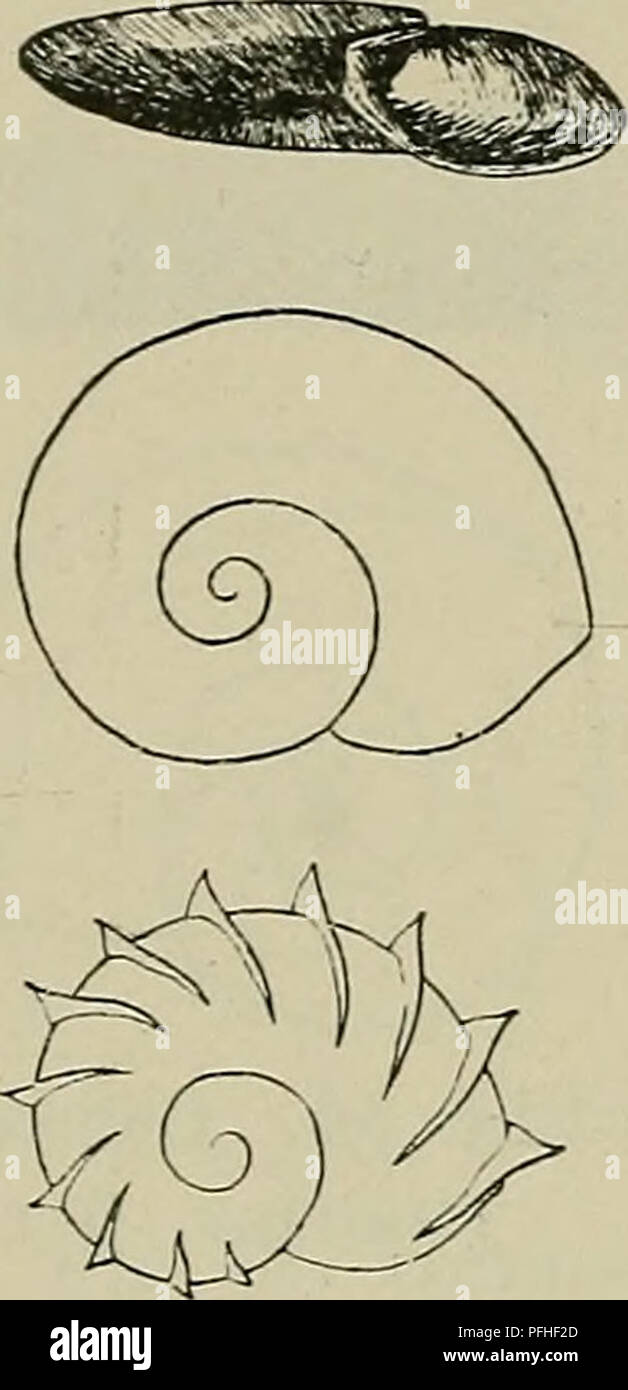 This illustrated handbook offers insights into Denmark's fauna ...