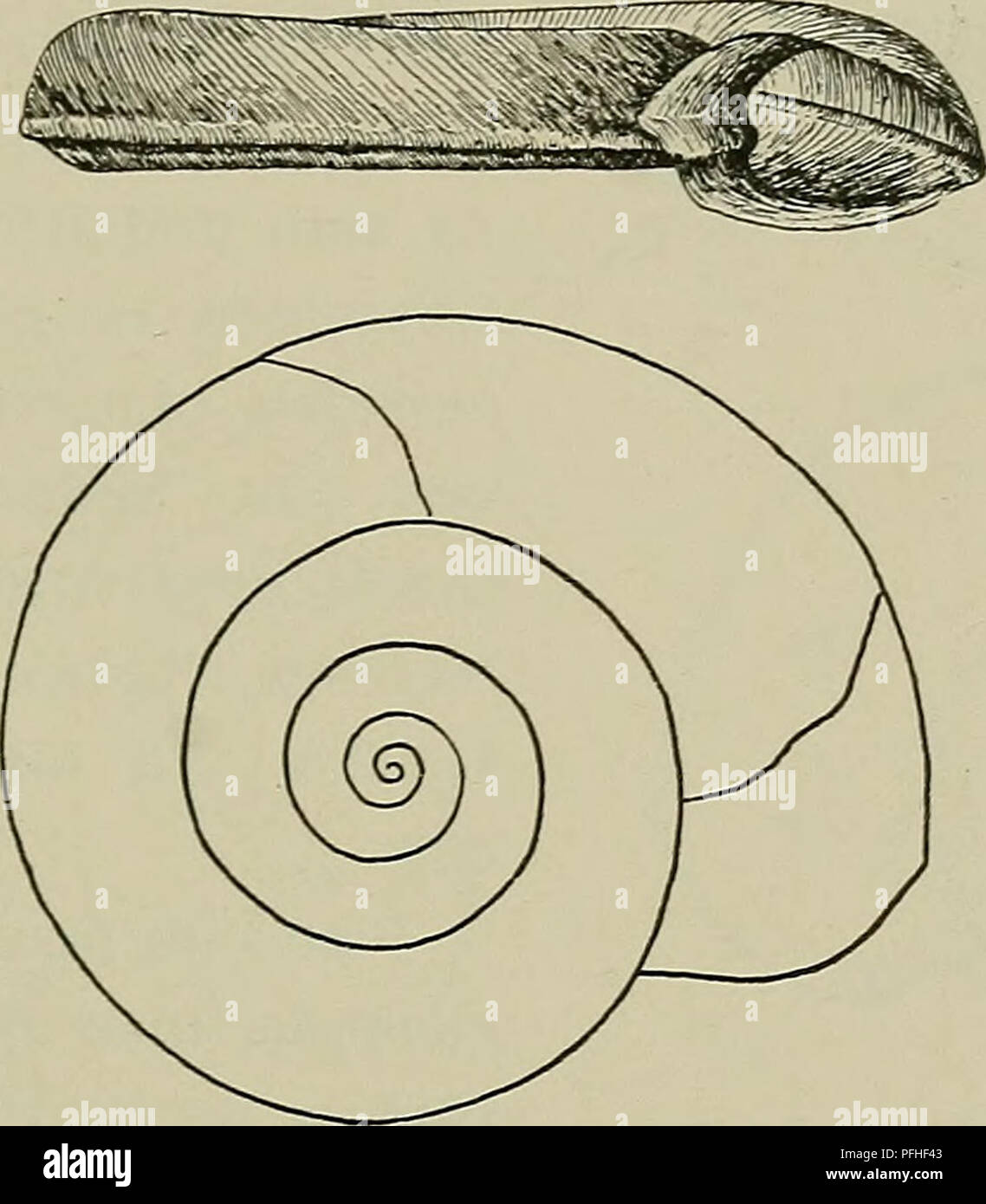 This scientific work focuses on the fauna of Denmark, providing ...
