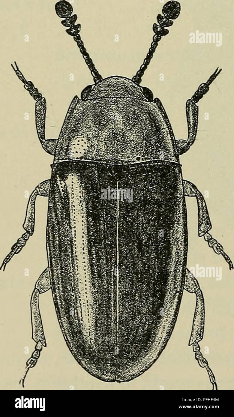 This illustration from Denmark's fauna showcases various species found ...