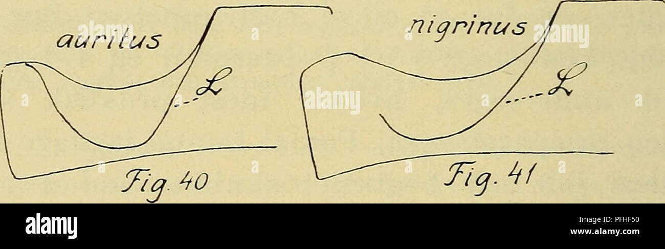Prosternum hi-res stock photography and images - Alamy