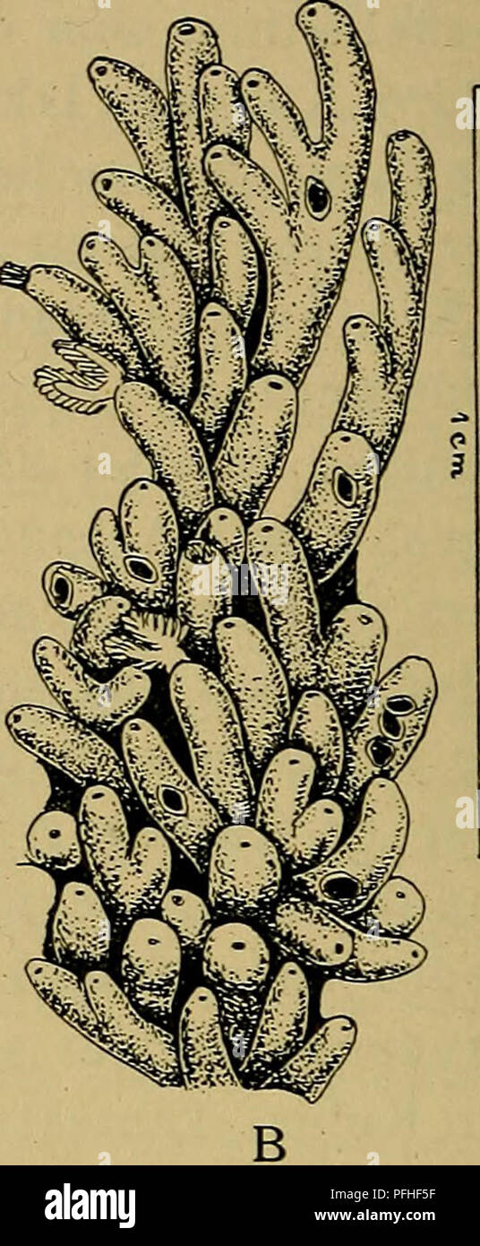 This illustration is part of a Danish fauna guide, detailing native ...