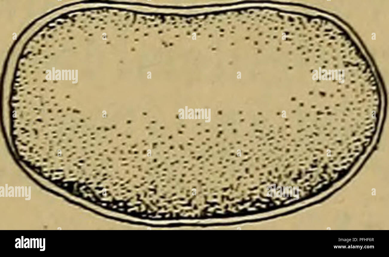 A comprehensive guide to the fauna of Denmark, featuring illustrations ...