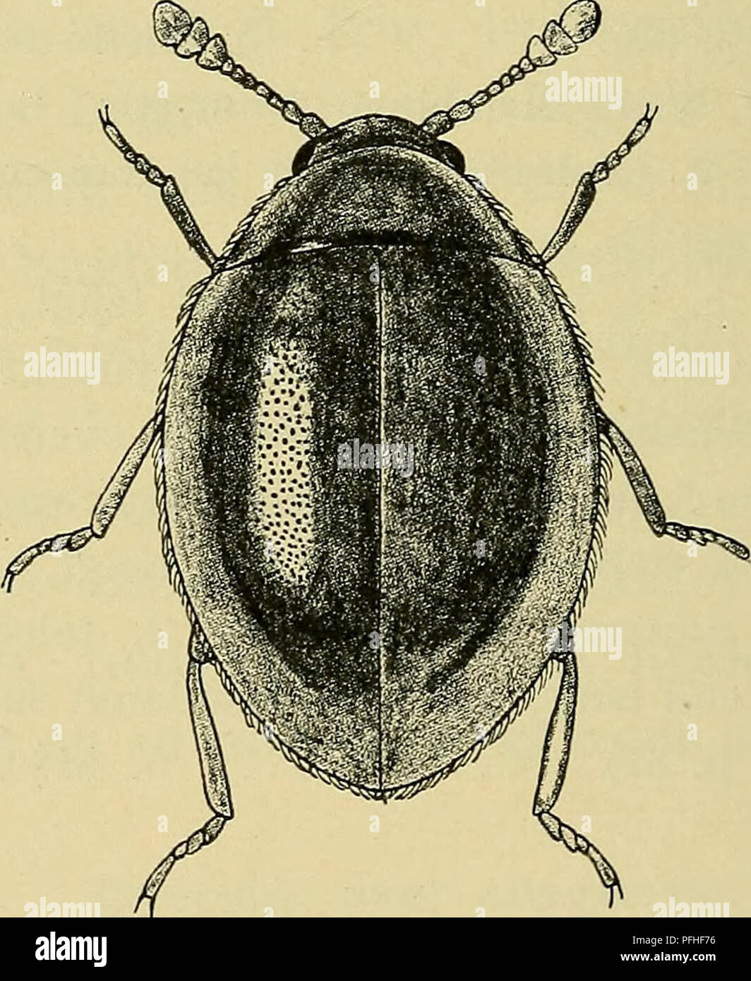 *Danmarks Fauna* is an illustrated handbook covering the fauna of ...