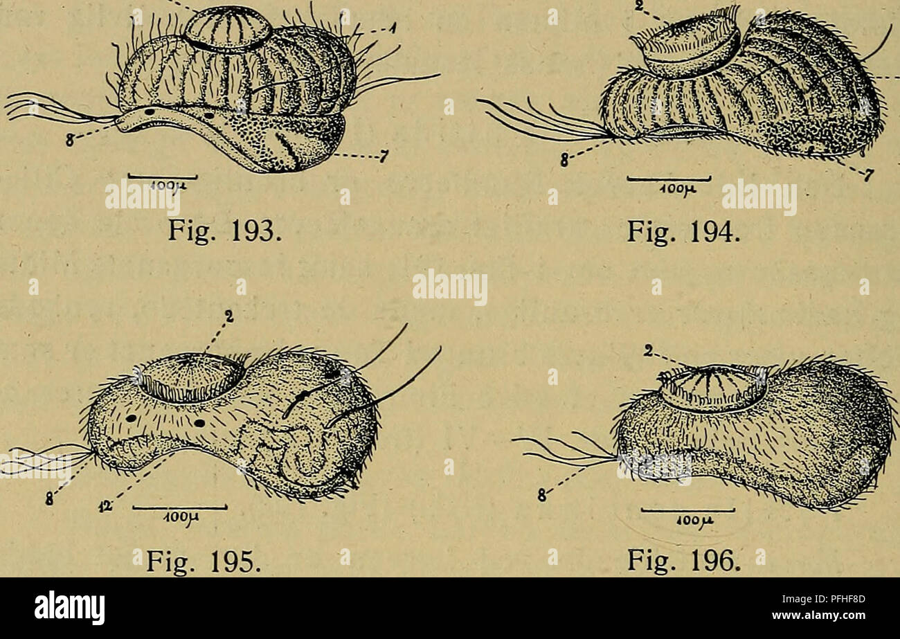 This image shows a detailed illustration from the 'Danmarks fauna ...