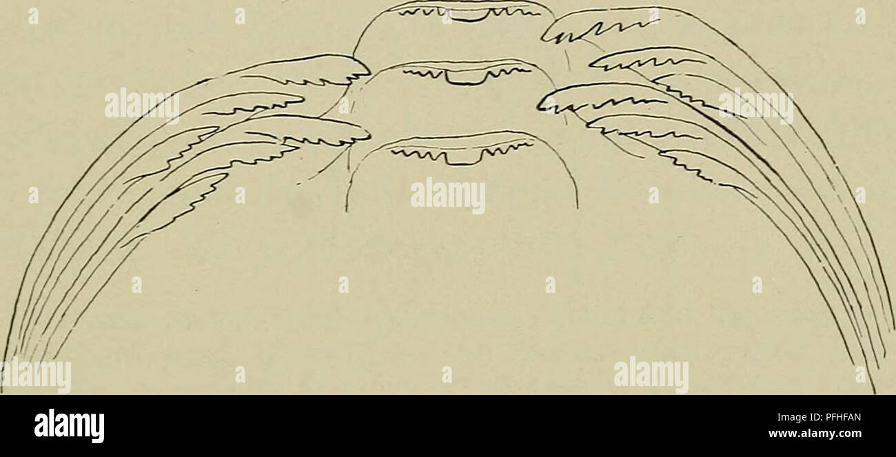 This entry from *Danmarks fauna* describes the morphology and ...