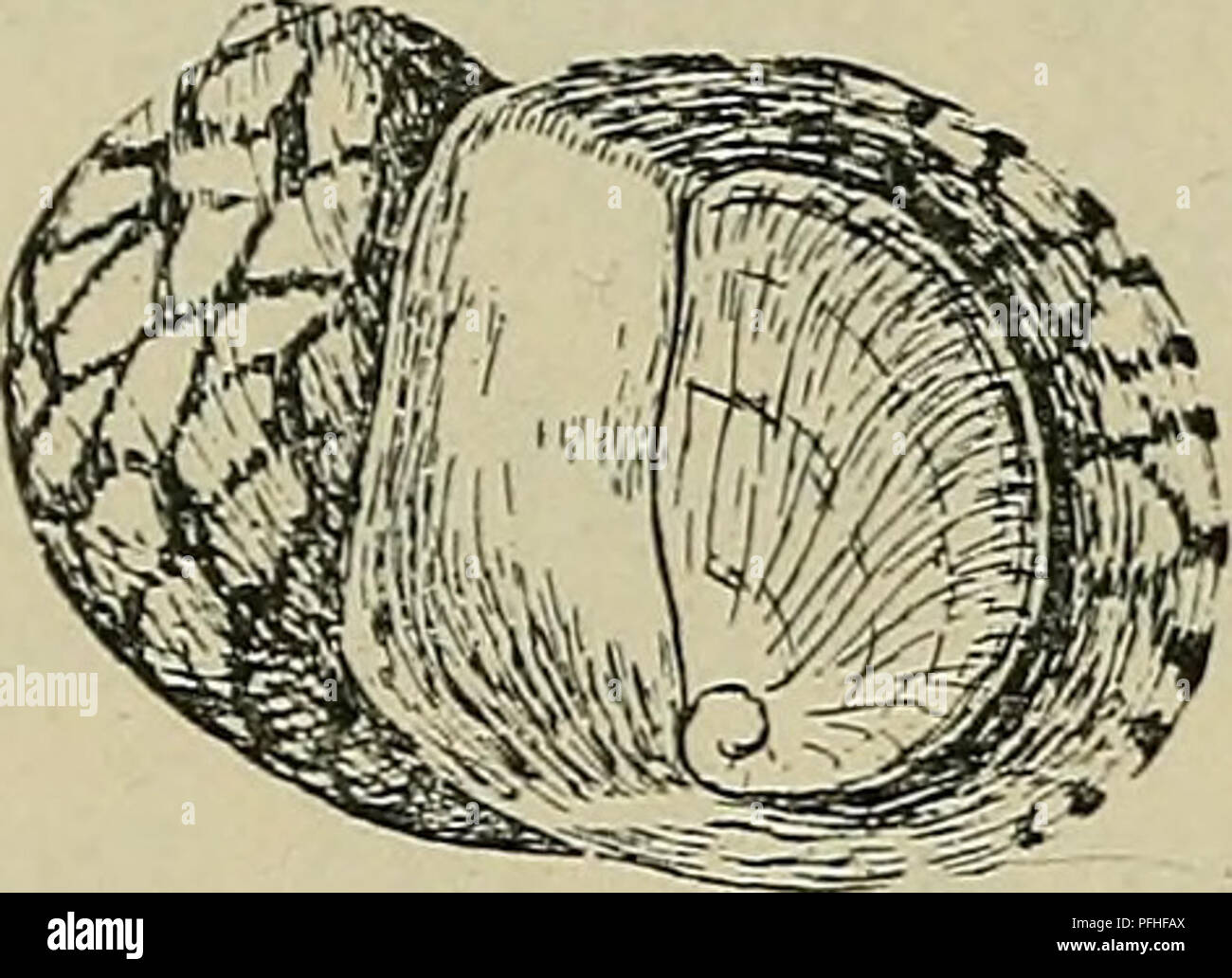 This image depicts the Theodoxus, a type of freshwater snail ...