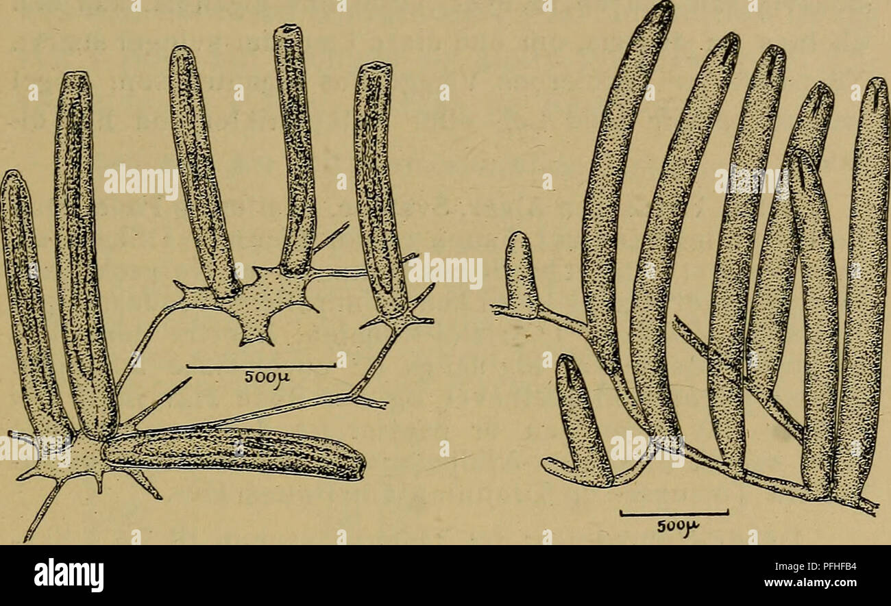 This detailed illustration from Denmark's fauna guide describes the ...