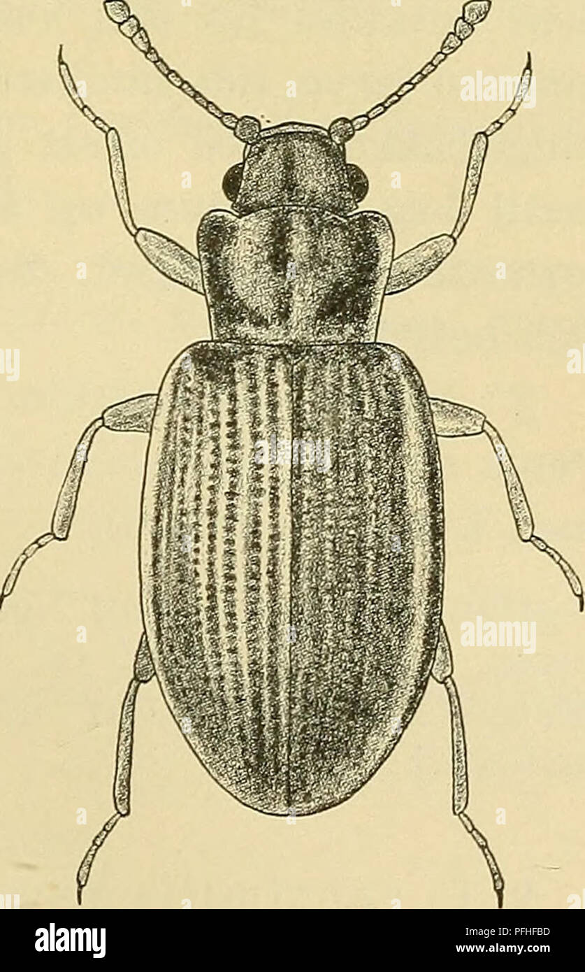 This illustrated guide to Denmark's fauna includes detailed ...