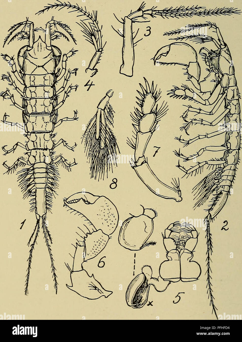 Tanaids hi-res stock photography and images - Alamy