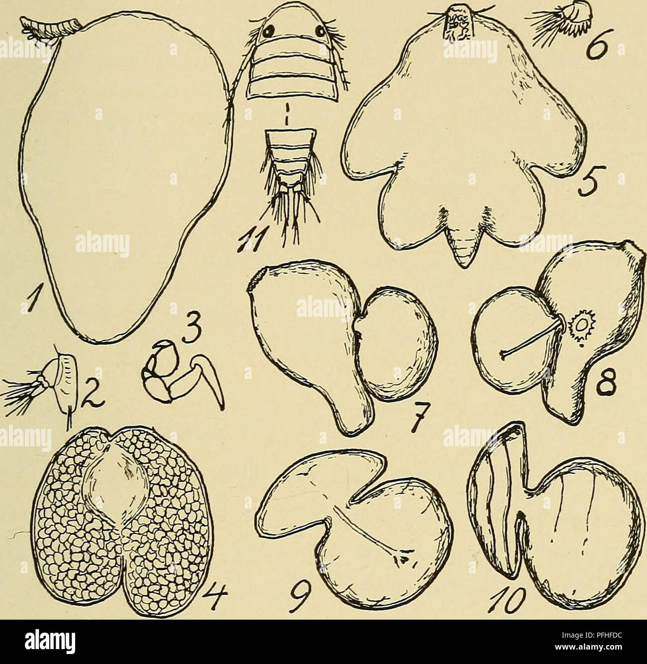This volume from 'Danmarks fauna' provides a detailed look at Denmark's ...