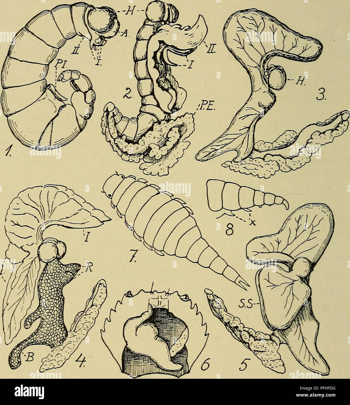 Illustration of a Danish fauna study, depicting various stages of a ...
