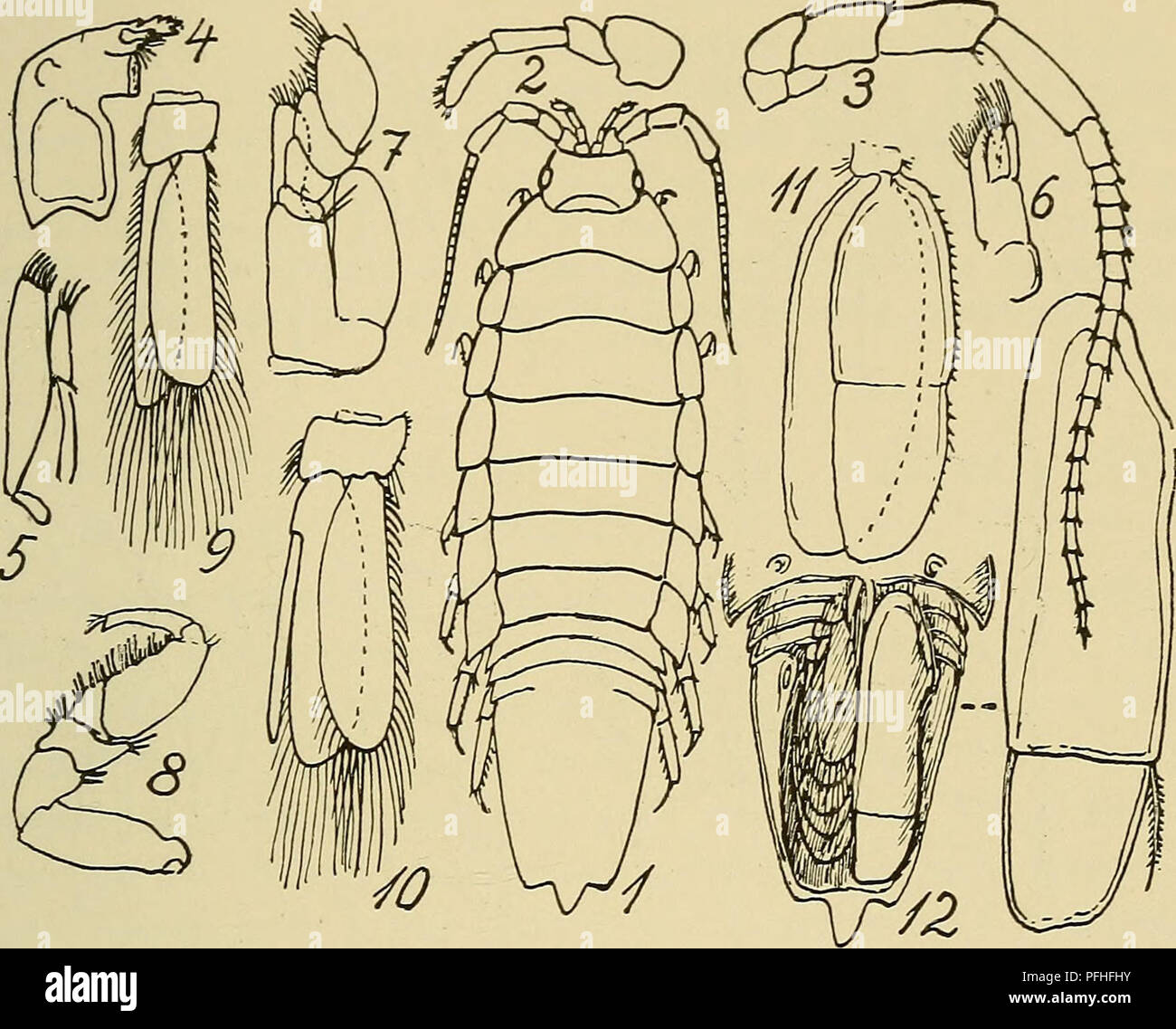 This work illustrates various marine life forms from Danish waters ...