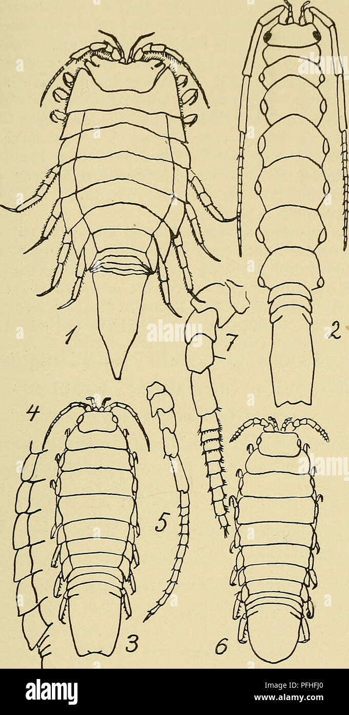 Idotea hi-res stock photography and images - Alamy