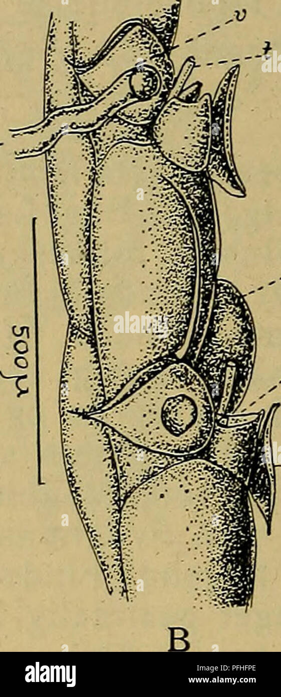 An illustration from the Danish fauna guide showcases the anatomy of a ...