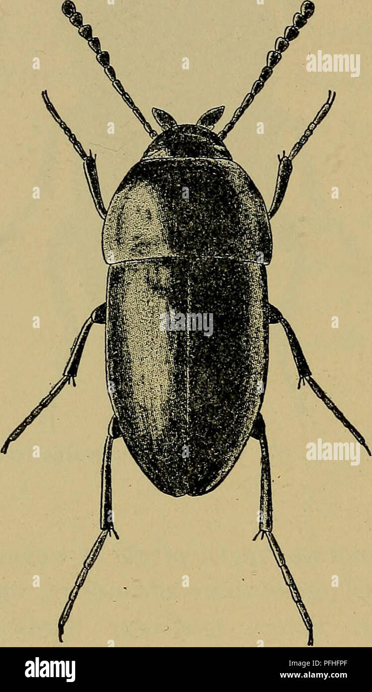 This illustrated handbook of Danish fauna provides detailed ...