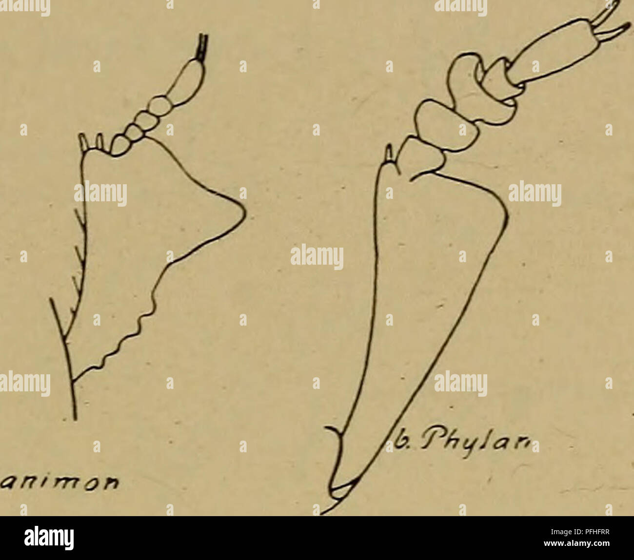 This illustrated manual covers the fauna of Denmark, with a focus on ...