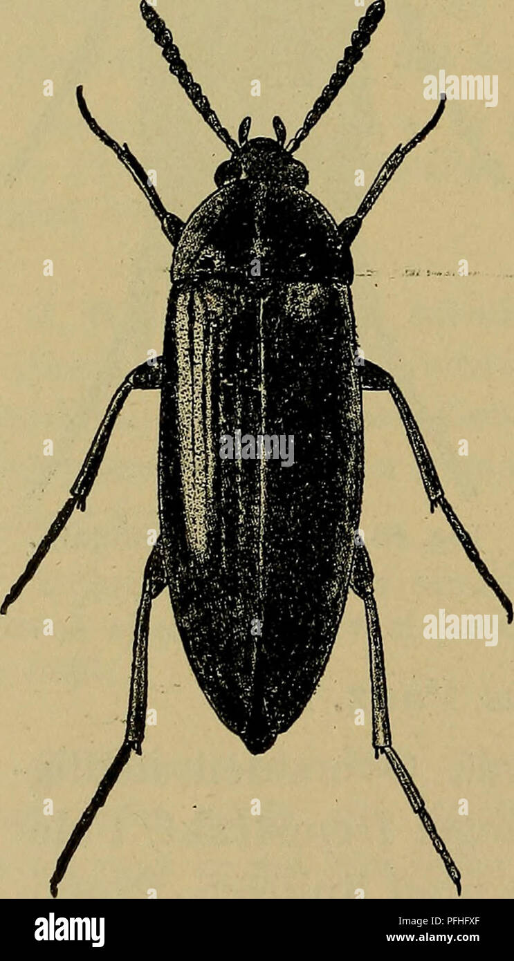 This book covers the fauna of Denmark, focusing on detailed ...