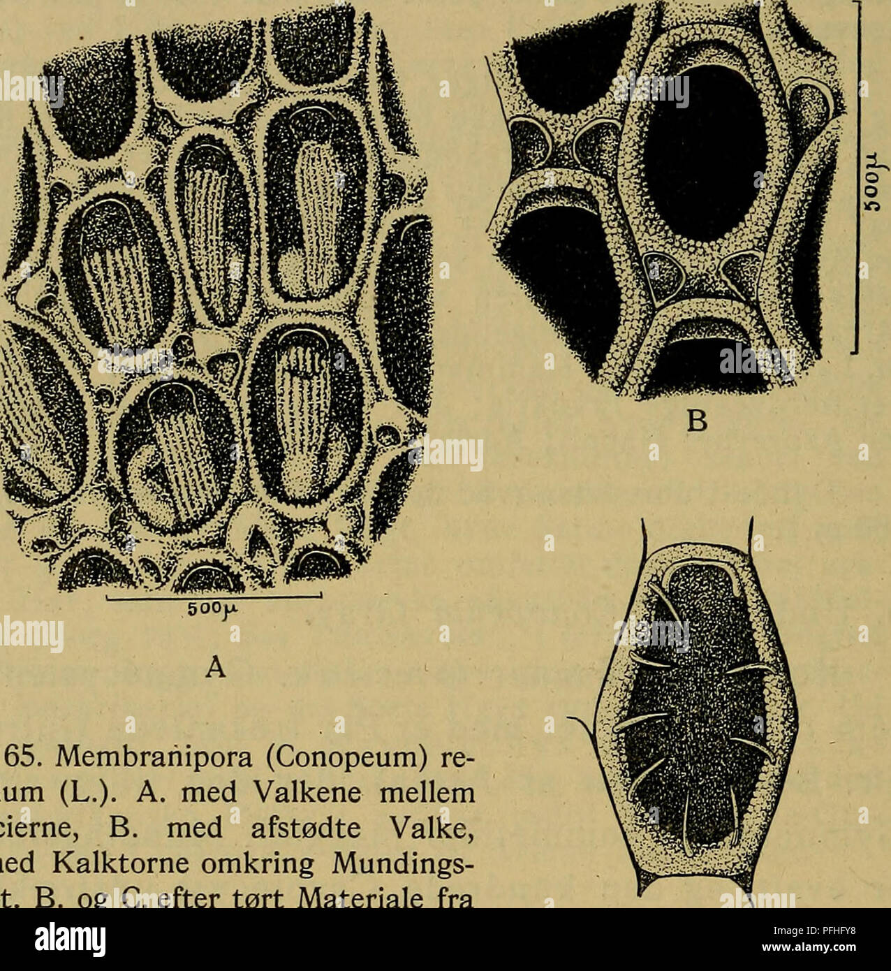 Conopeum hi-res stock photography and images - Alamy