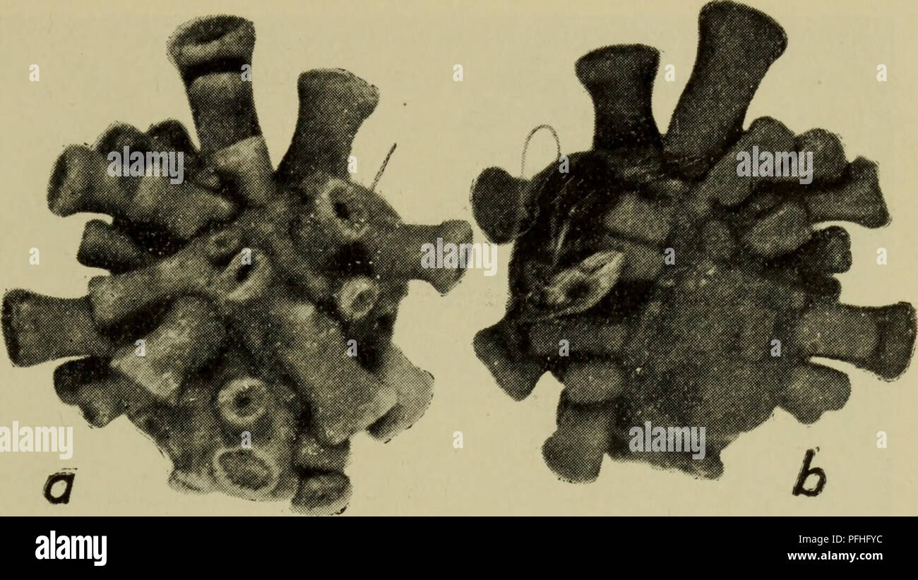 A comprehensive guide to Denmark's fauna, including both detailed ...