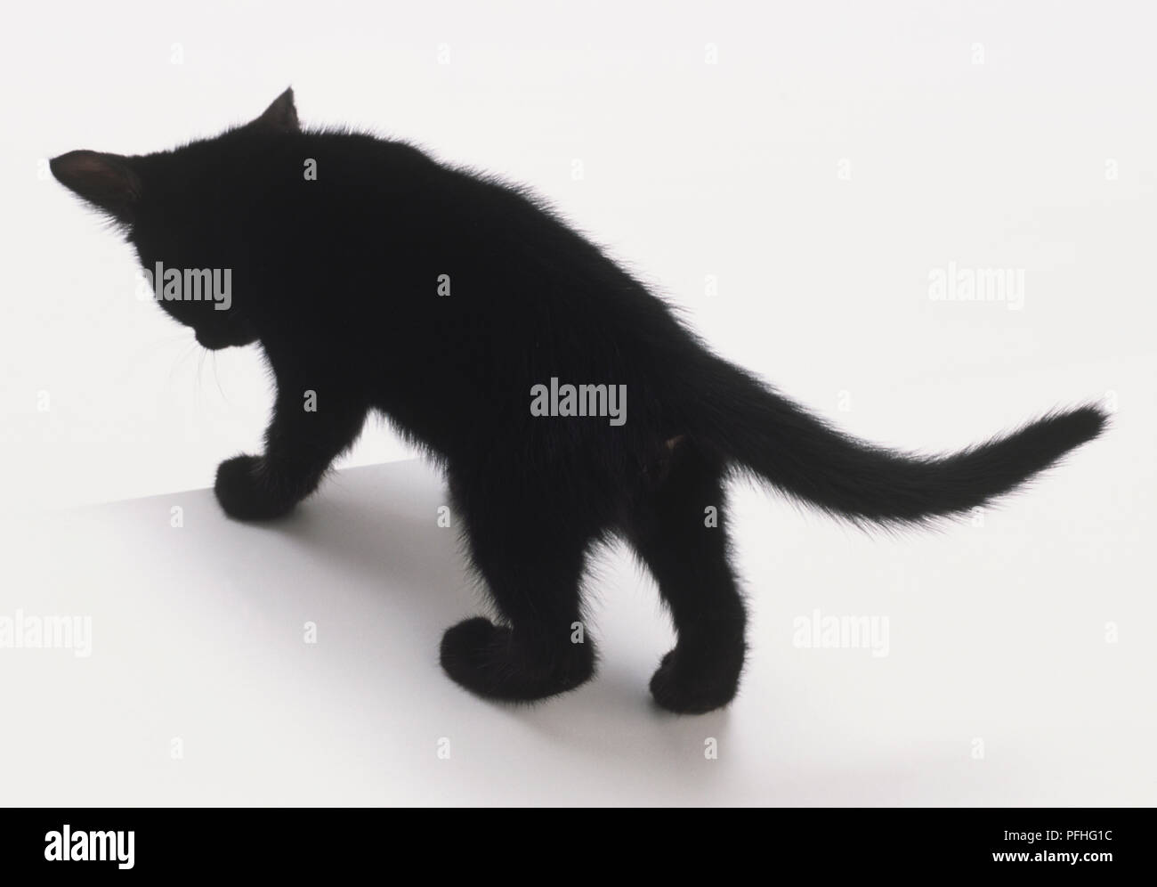 Black kitten standing on edge of surface, peering down over edge, head ...