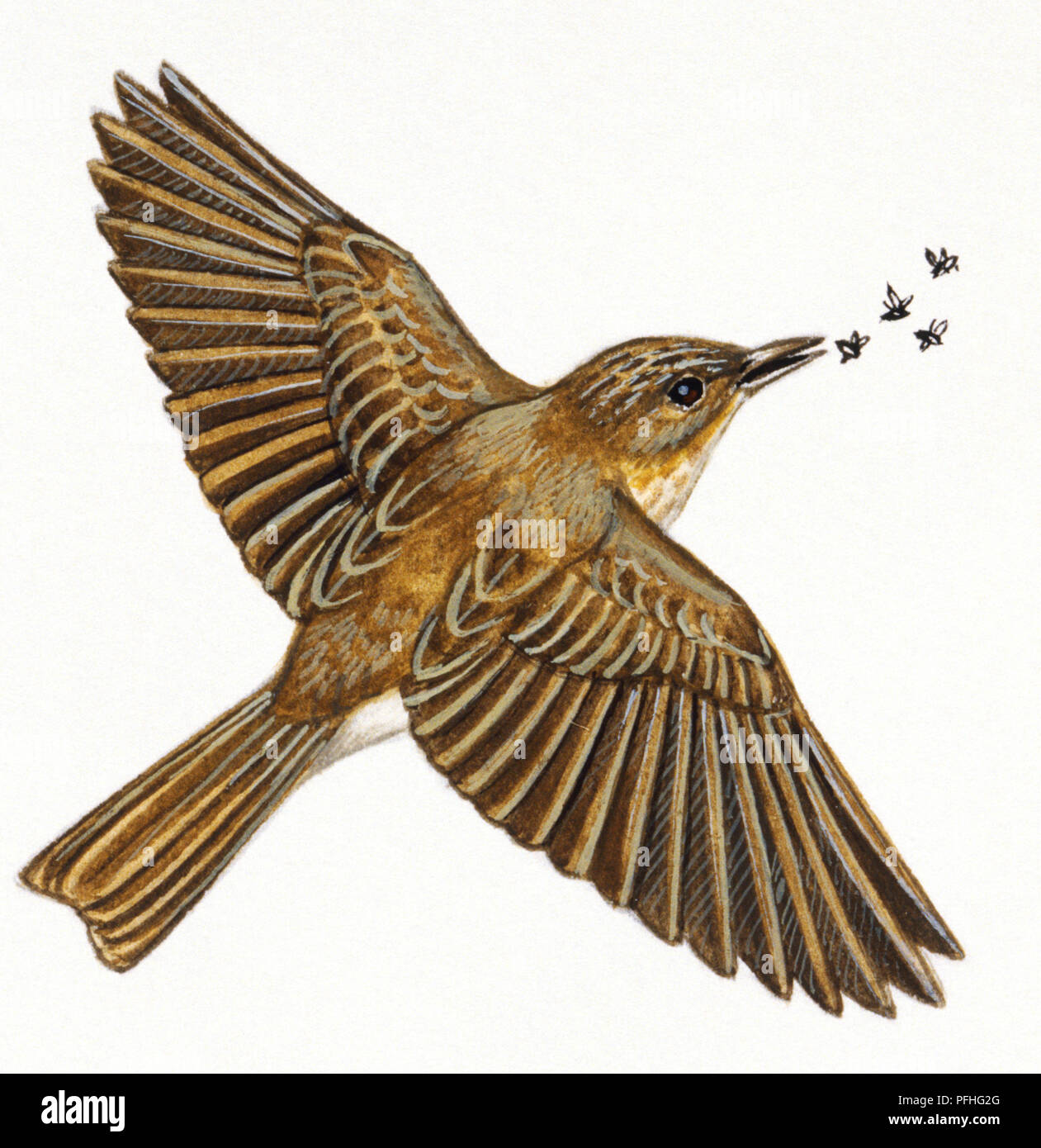 Birds catching insects Cut Out Stock Images & Pictures - Alamy