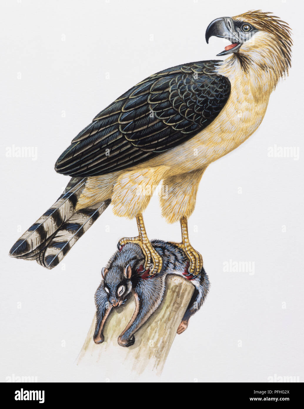 Philippine Eagle Hunting Monkey