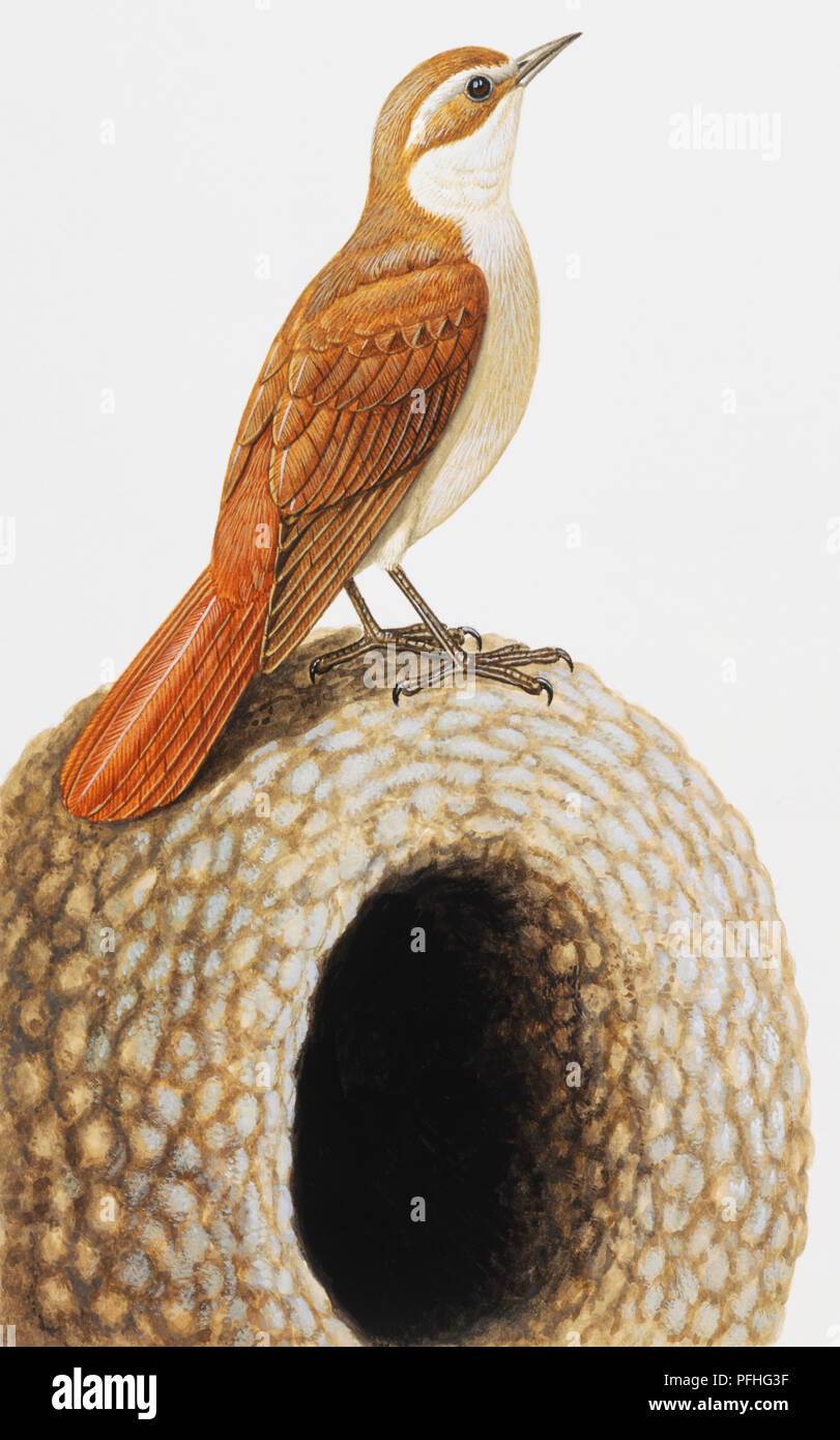 Rufous hornero, Furnarius rufus, stands on his nest Stock Photo - Alamy