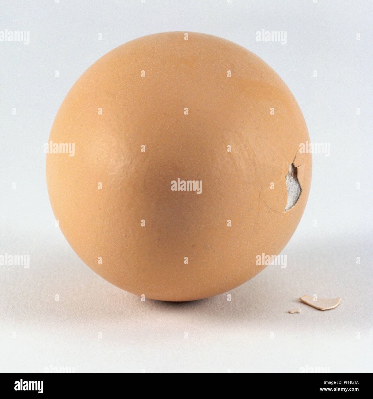 Chick breaking through the surface of the egg shell Stock Photo - Alamy