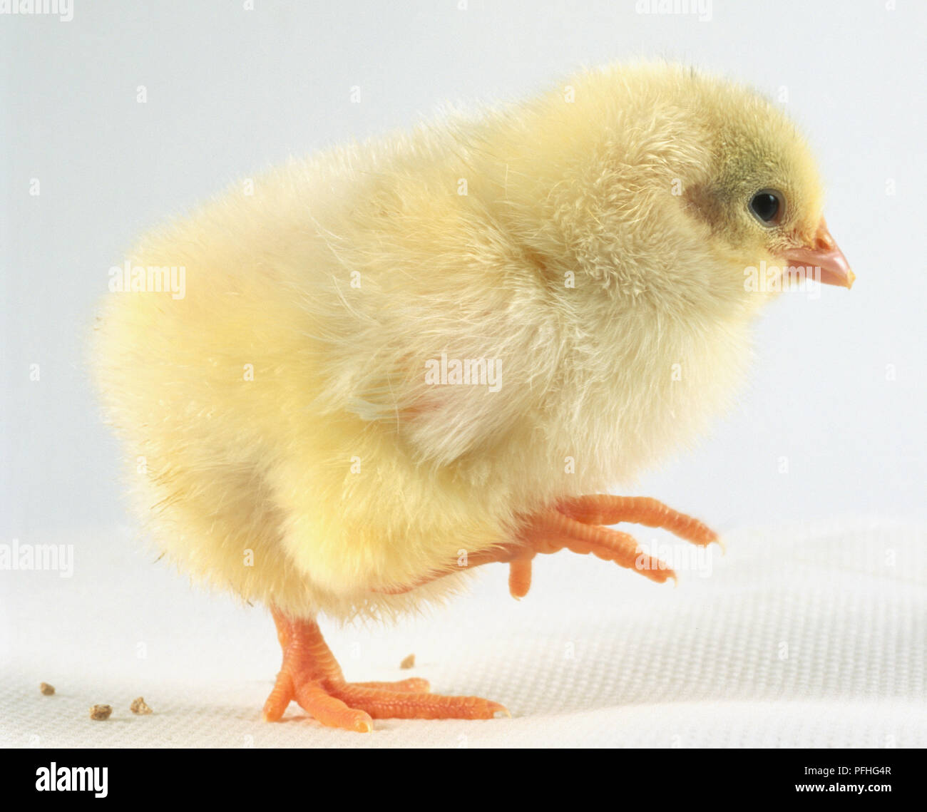 Yellow Fowl chick taking early steps Stock Photo - Alamy