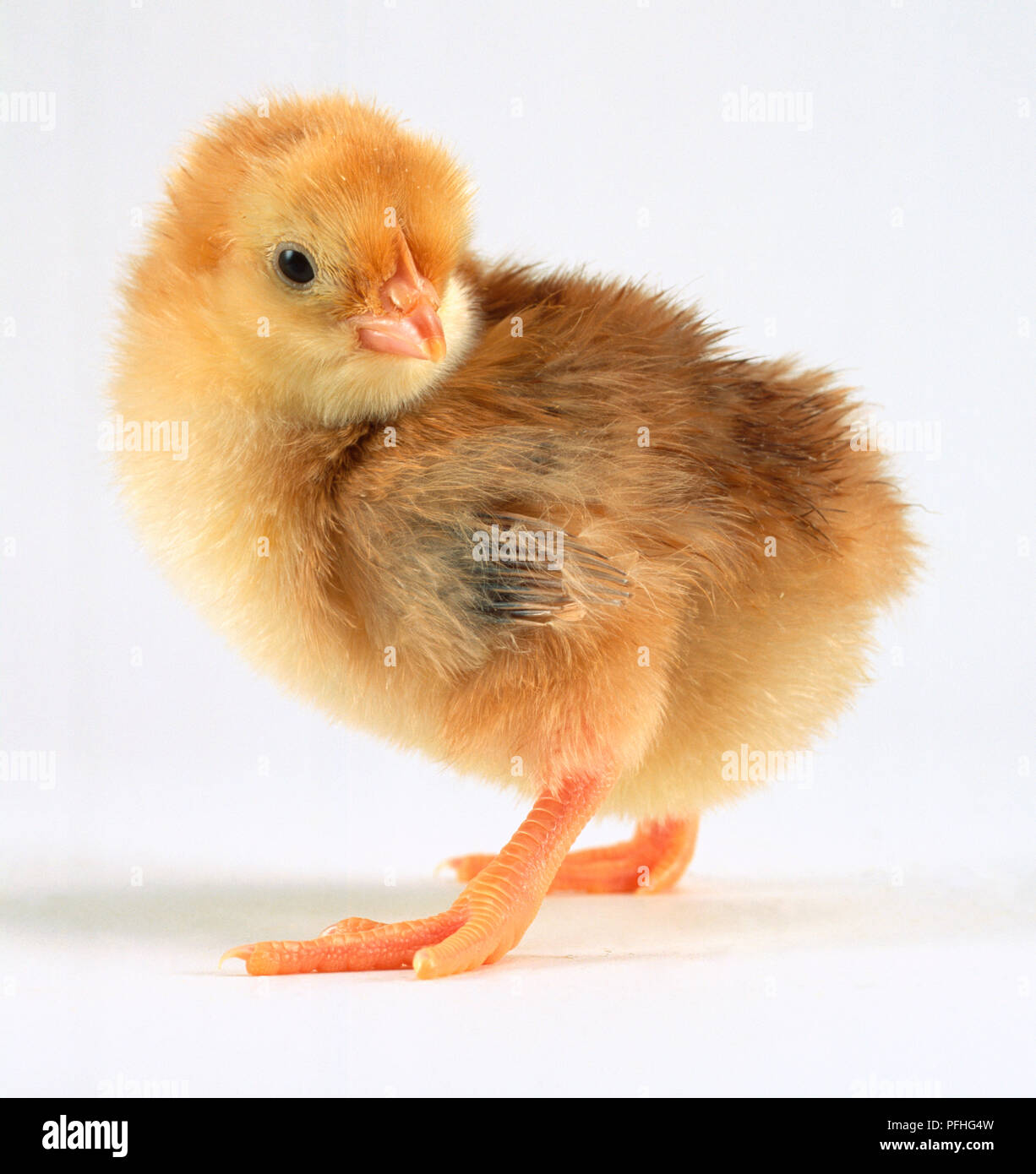 Back looks hi-res stock photography and images - Alamy