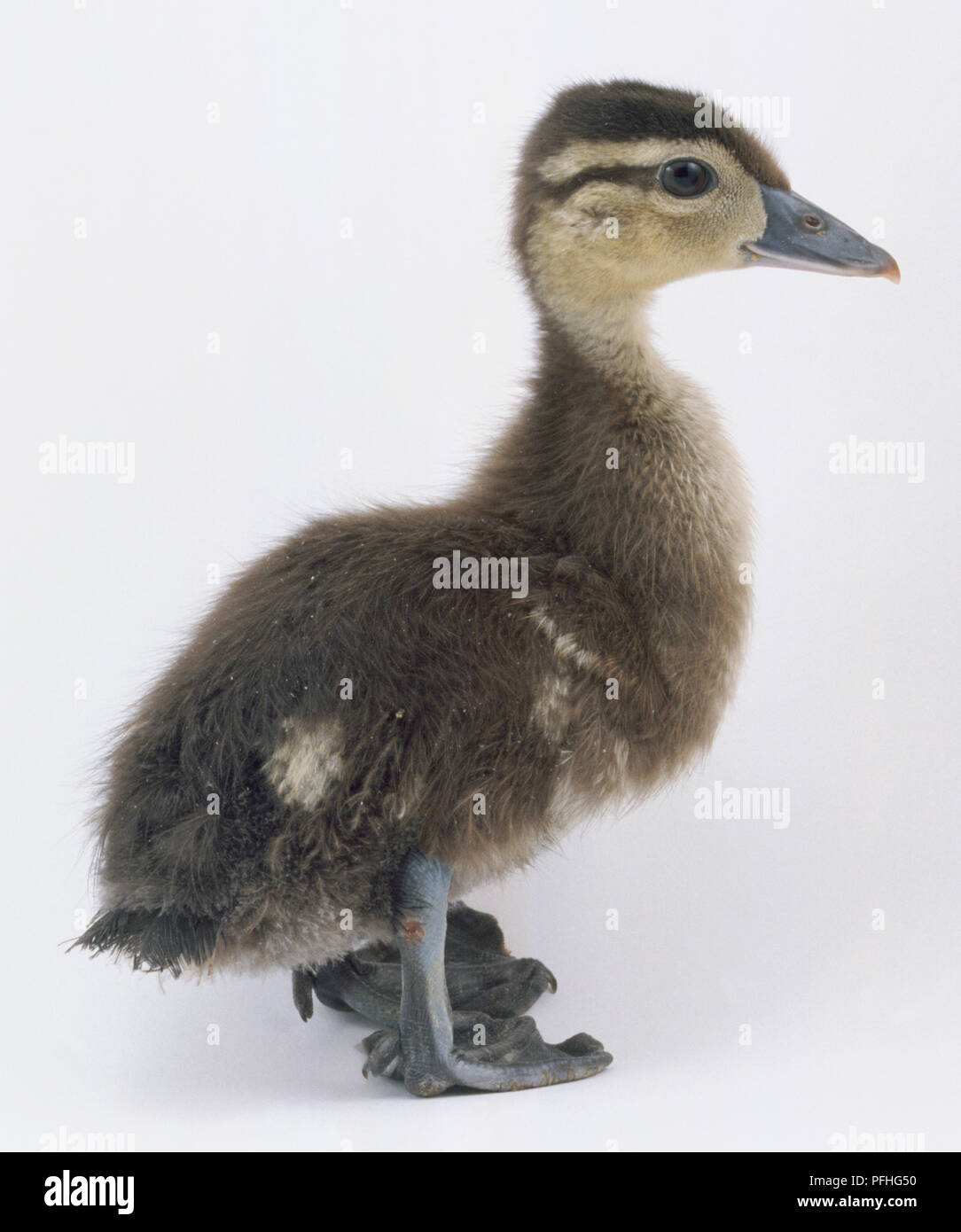Side on view of a Carolina Duckling Stock Photo - Alamy