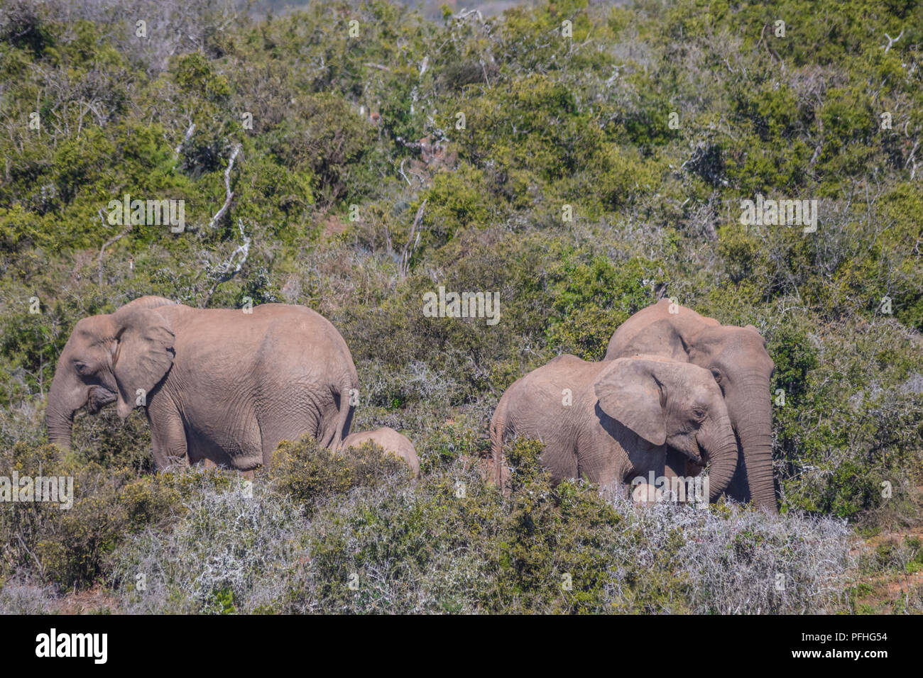 African elephants roam freely in the Addo Elephant National Park in the ...
