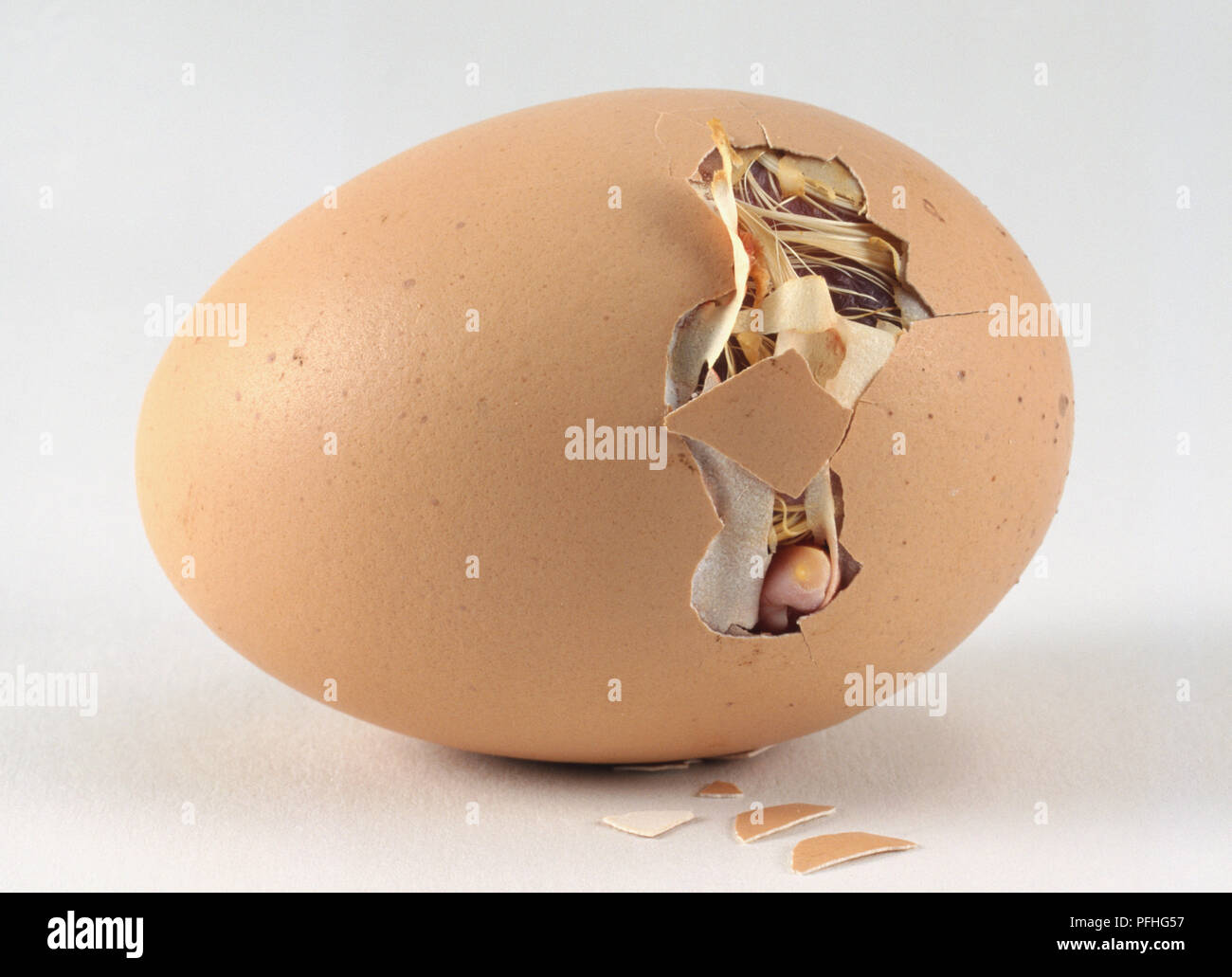 Chick breaks through shell with its foot Stock Photo - Alamy