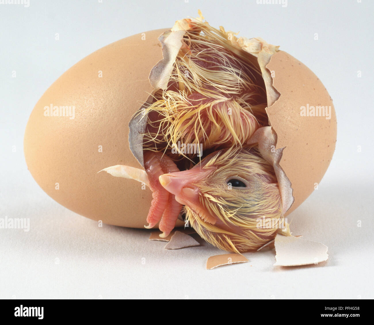 Breaks my head hi-res stock photography and images - Alamy