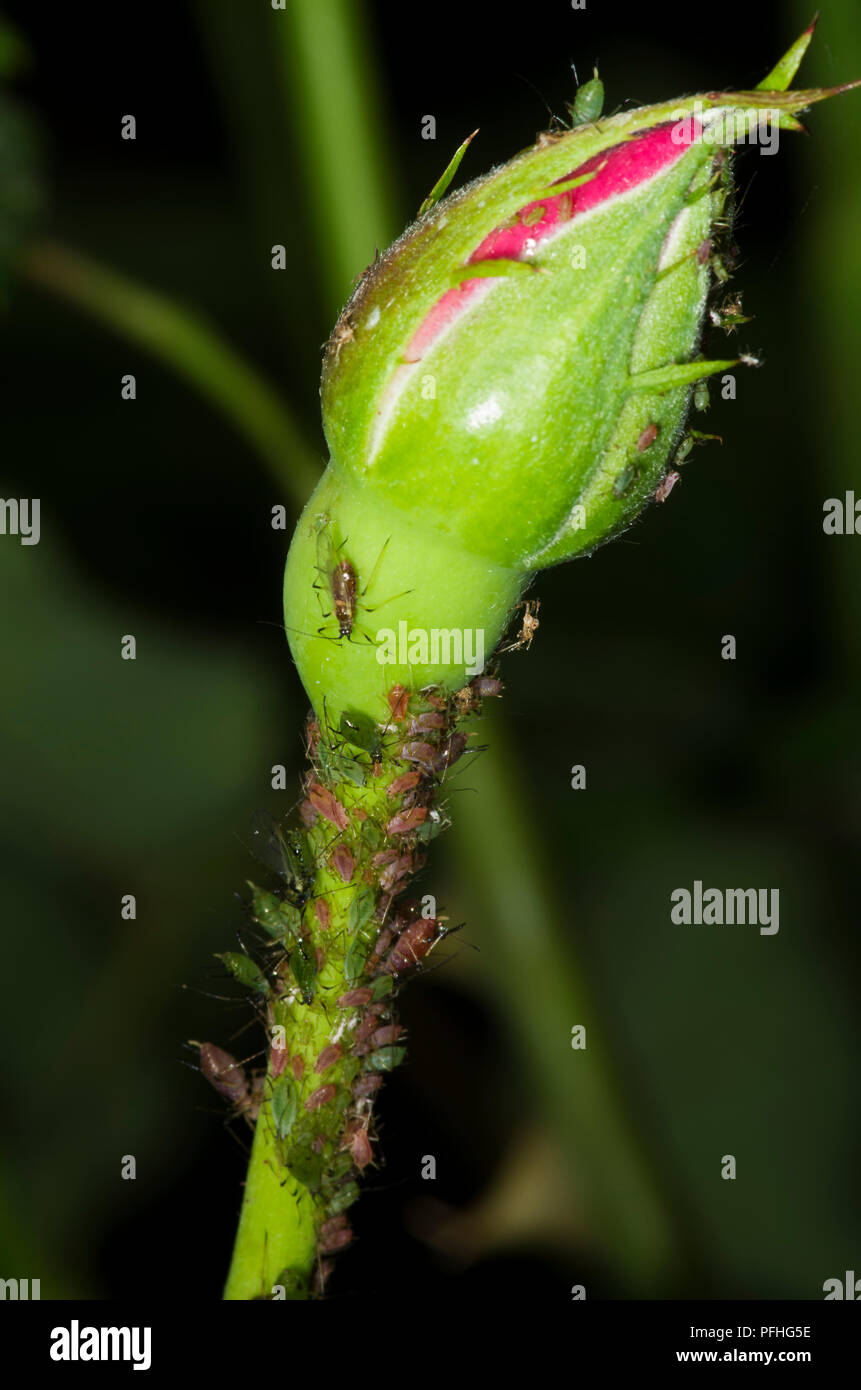 Wingless insects hi-res stock photography and images - Alamy