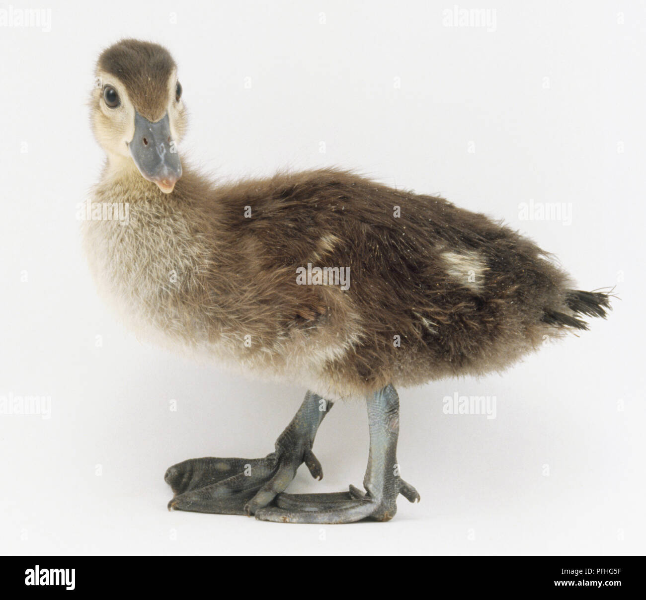 Side on view of a Carolina Duck turning his head to face to front Stock ...
