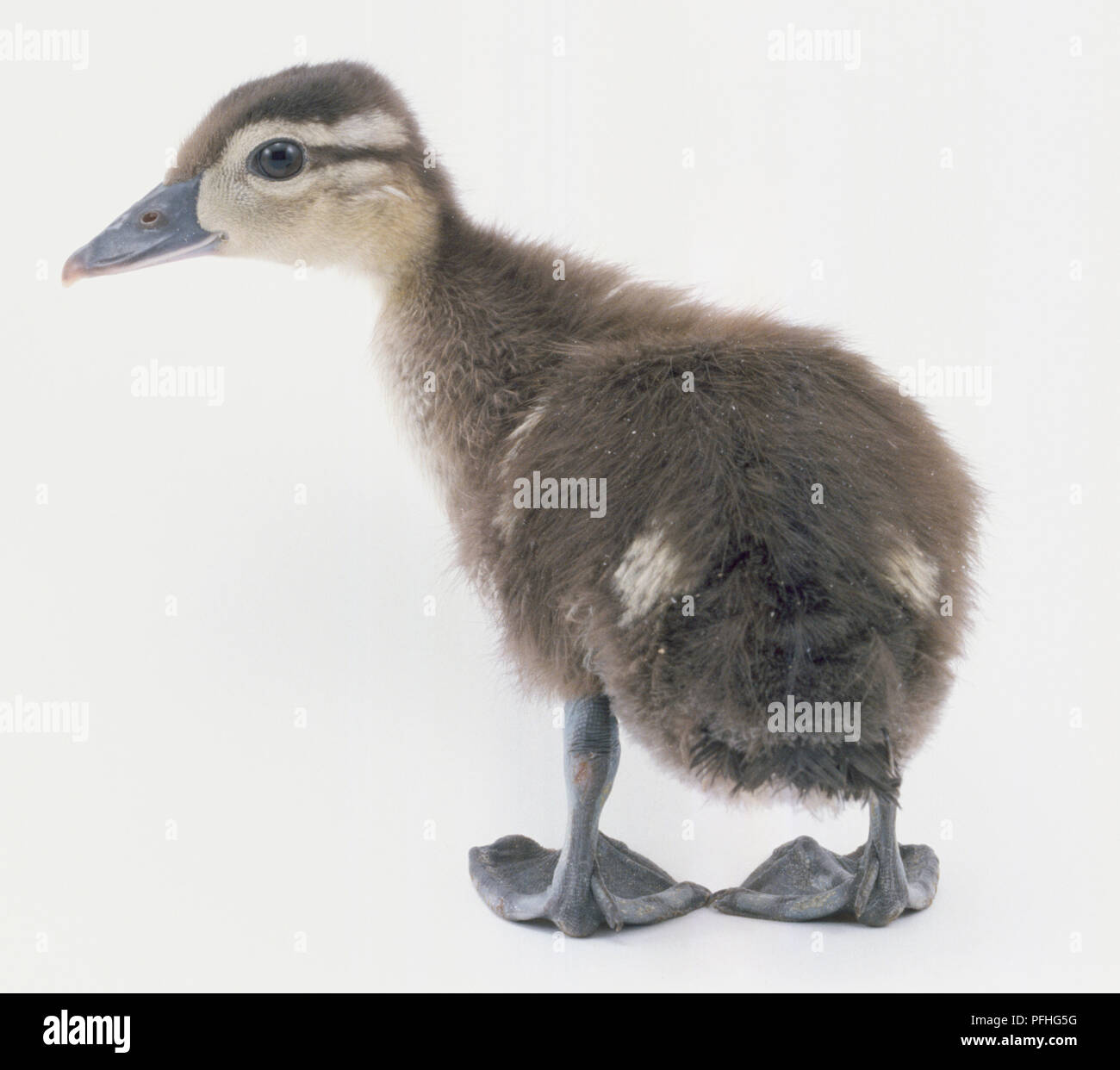 Carolina birds hi-res stock photography and images - Alamy
