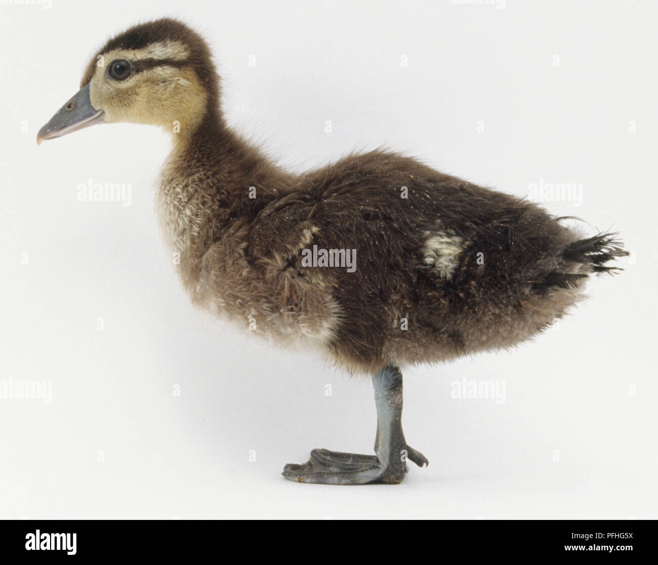 Side on view of a Carolina Duckling leaning forward Stock Photo - Alamy