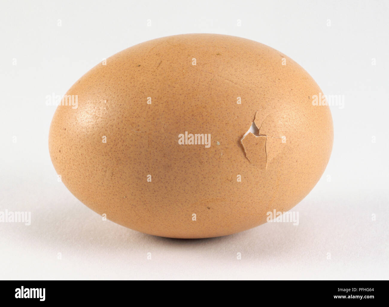 First shell hi-res stock photography and images - Alamy