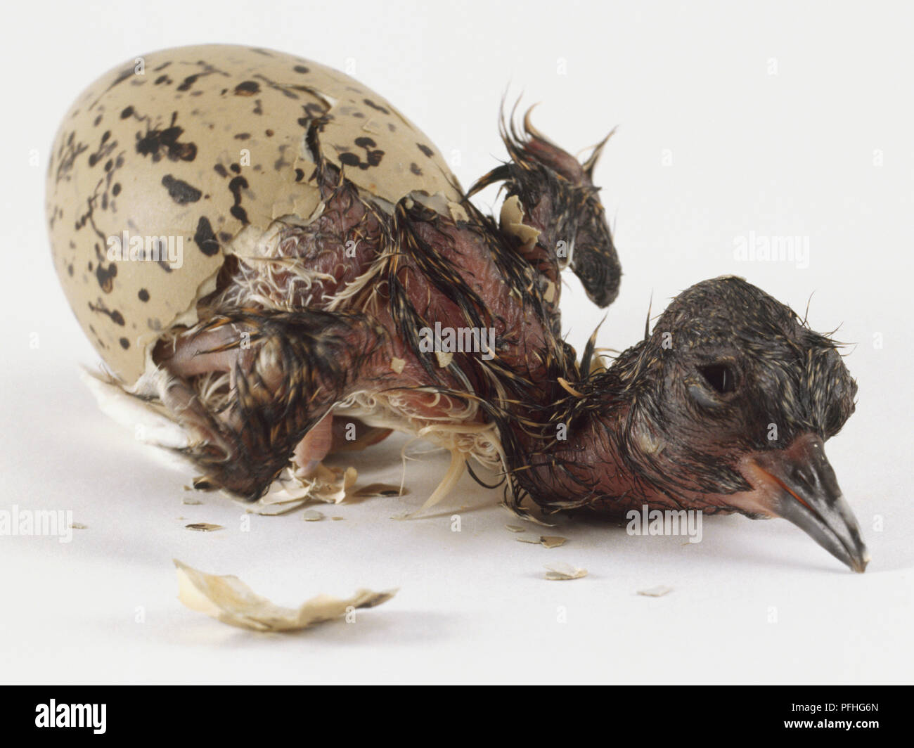 Featherless birds hi-res stock photography and images - Alamy