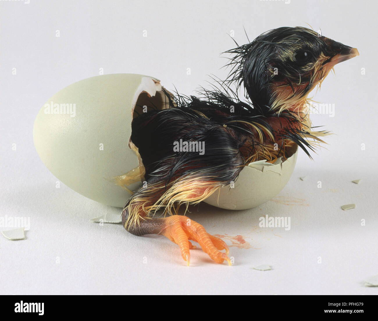 Araucana chick emerges from its broken shell Stock Photo - Alamy