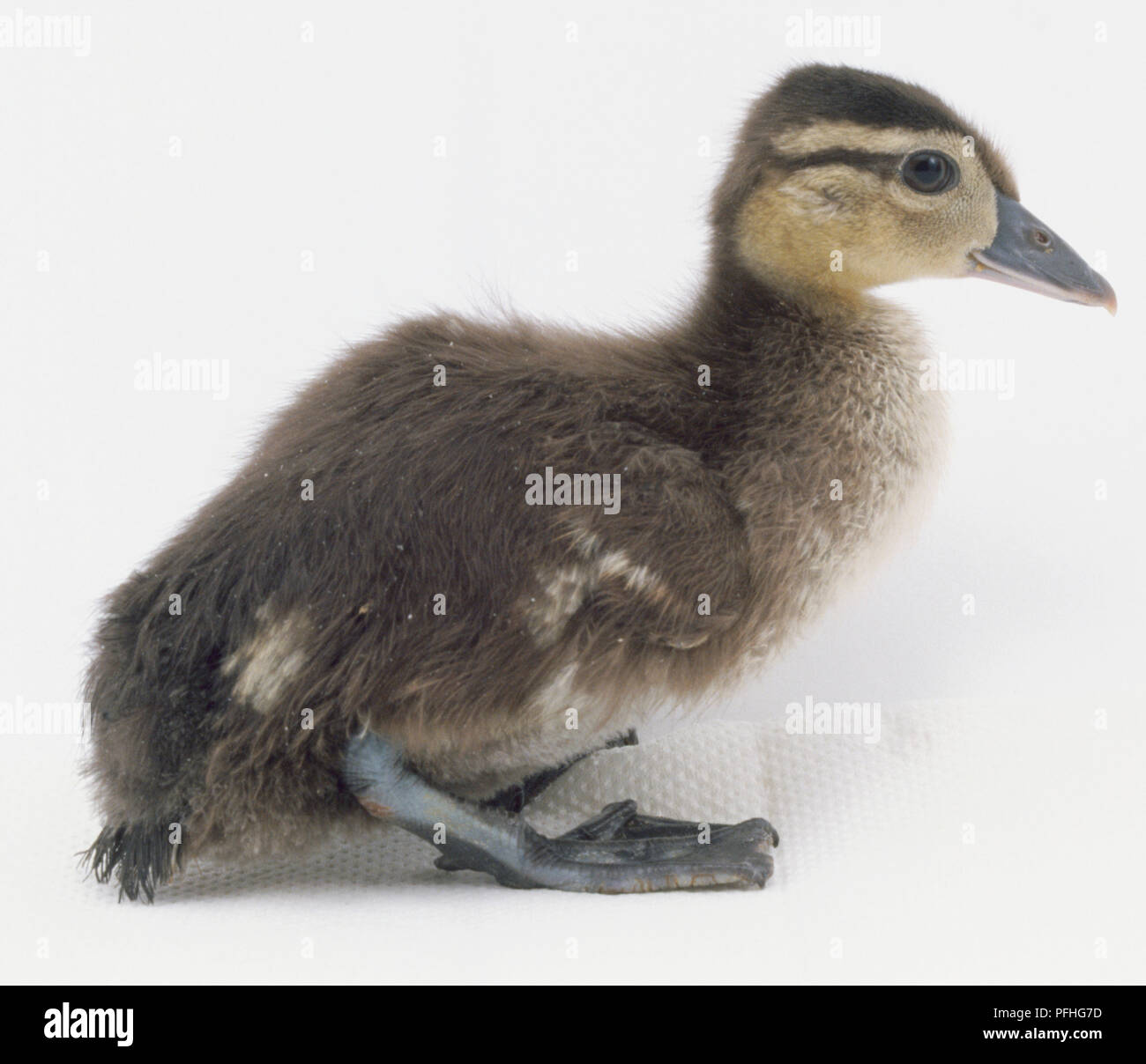 Side view of a Carolina Duckling squatting down Stock Photo - Alamy