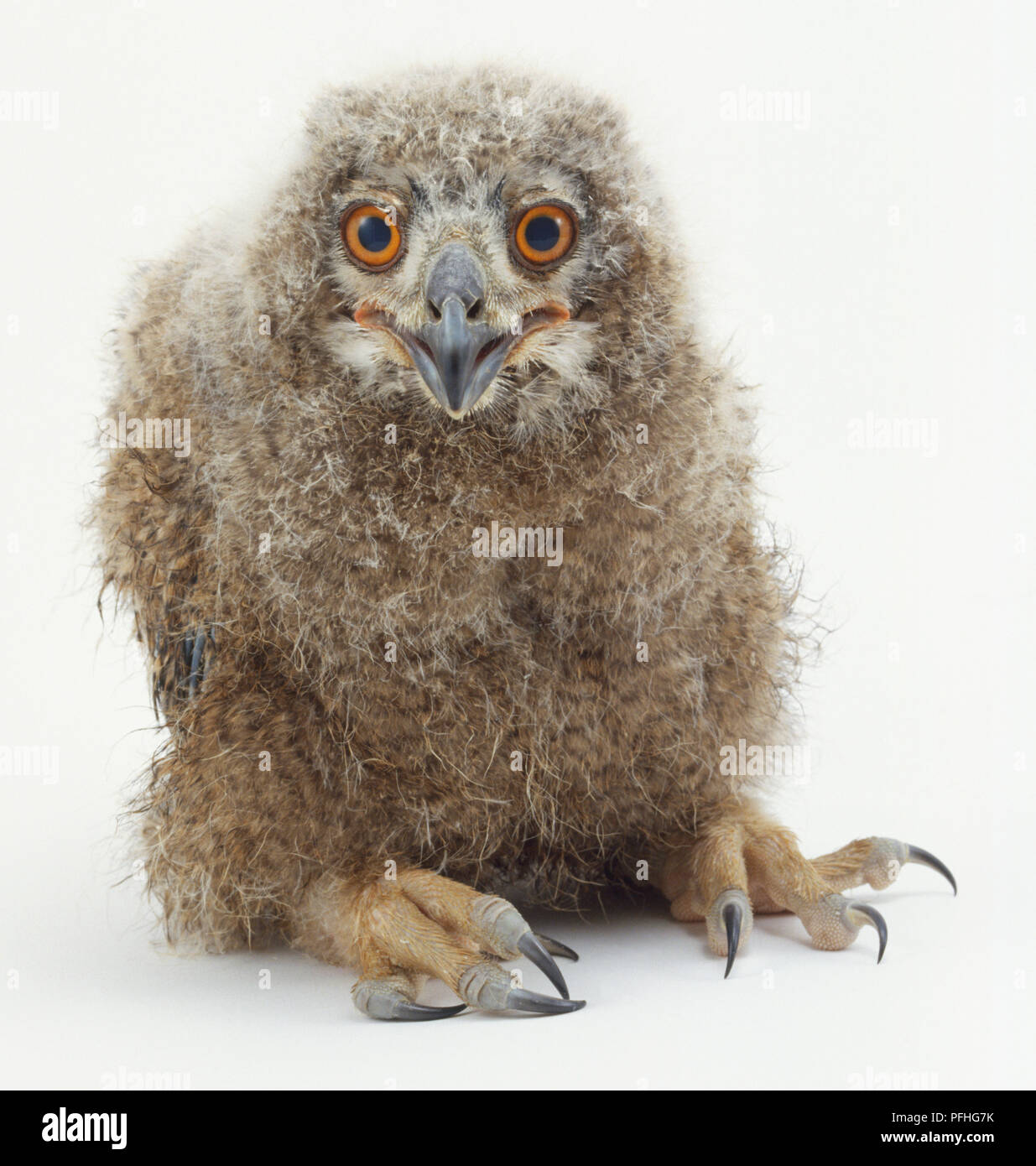 Front view of an owlet Stock Photo - Alamy