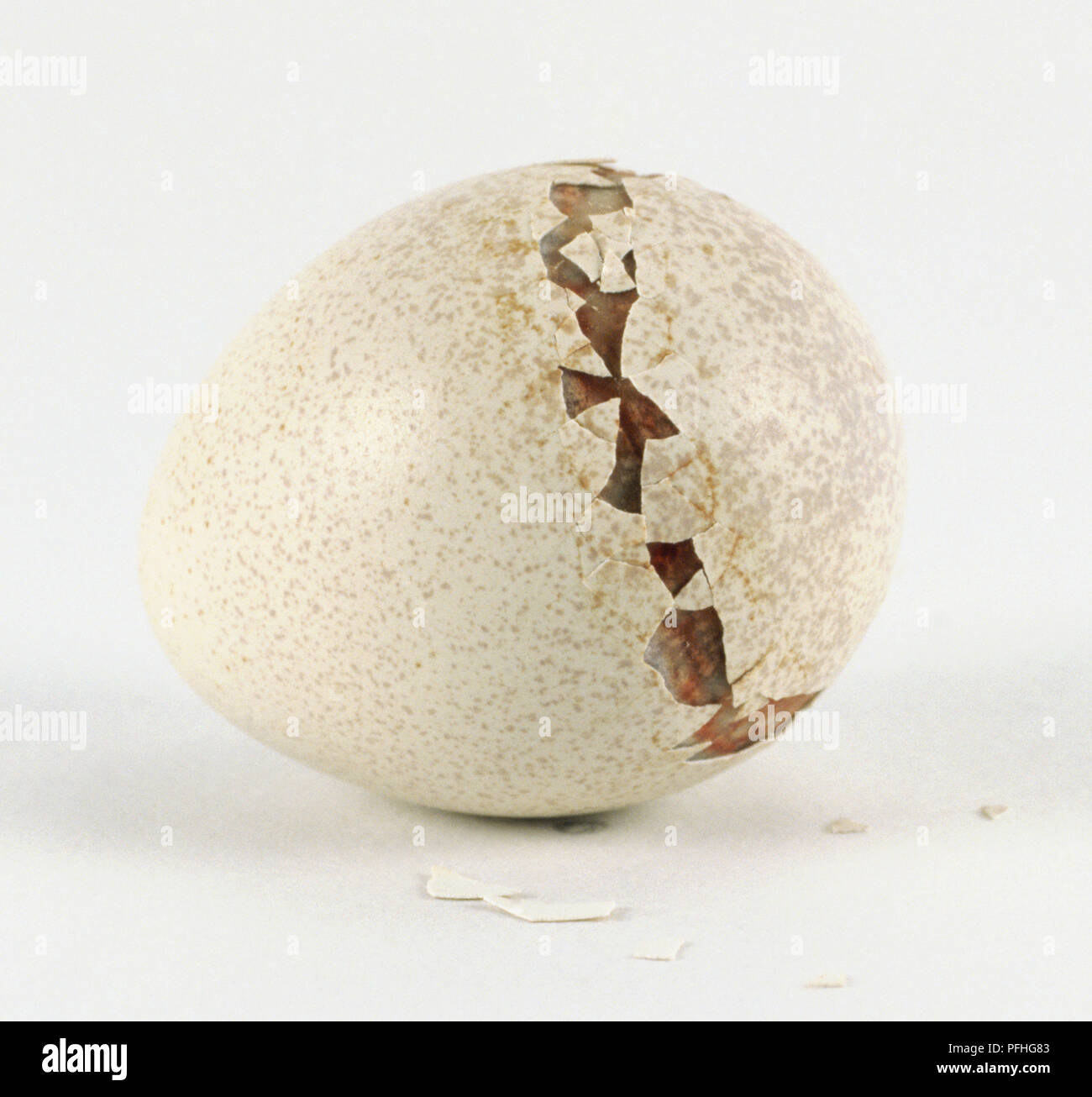 Quail chick struggling to break out of the shell Stock Photo - Alamy