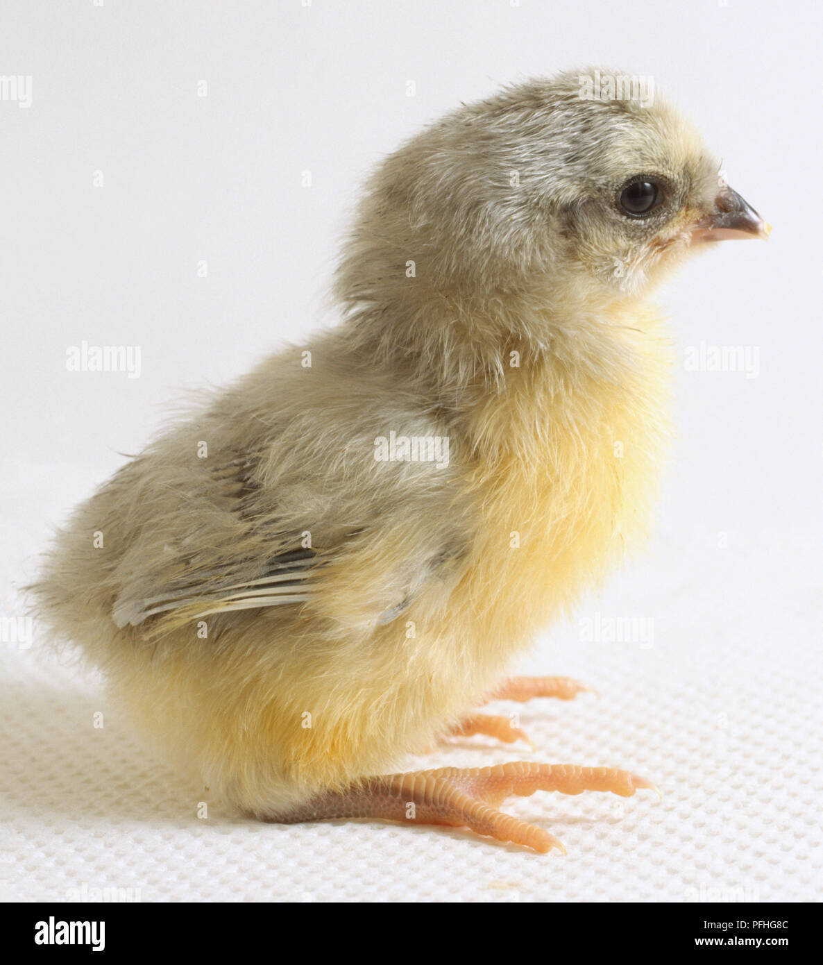 Juvenile Project Chicks