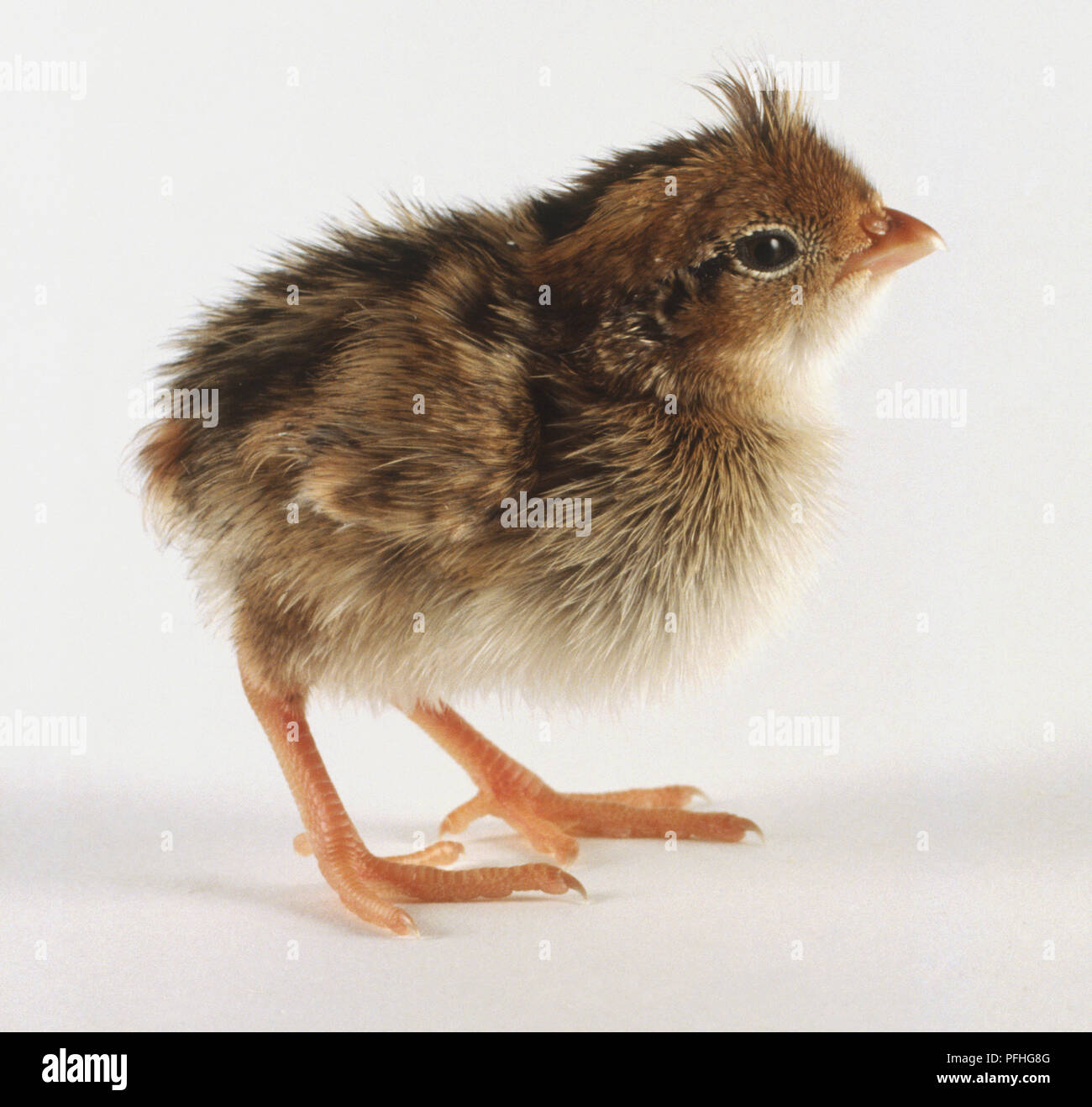 Quail chick standing Stock Photo - Alamy