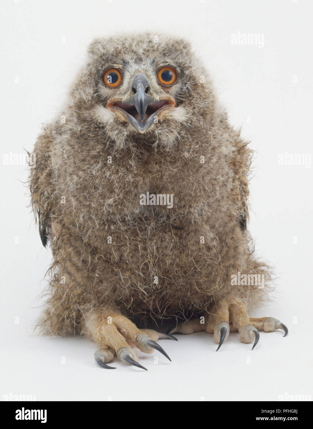 Forward facing hi-res stock photography and images - Alamy